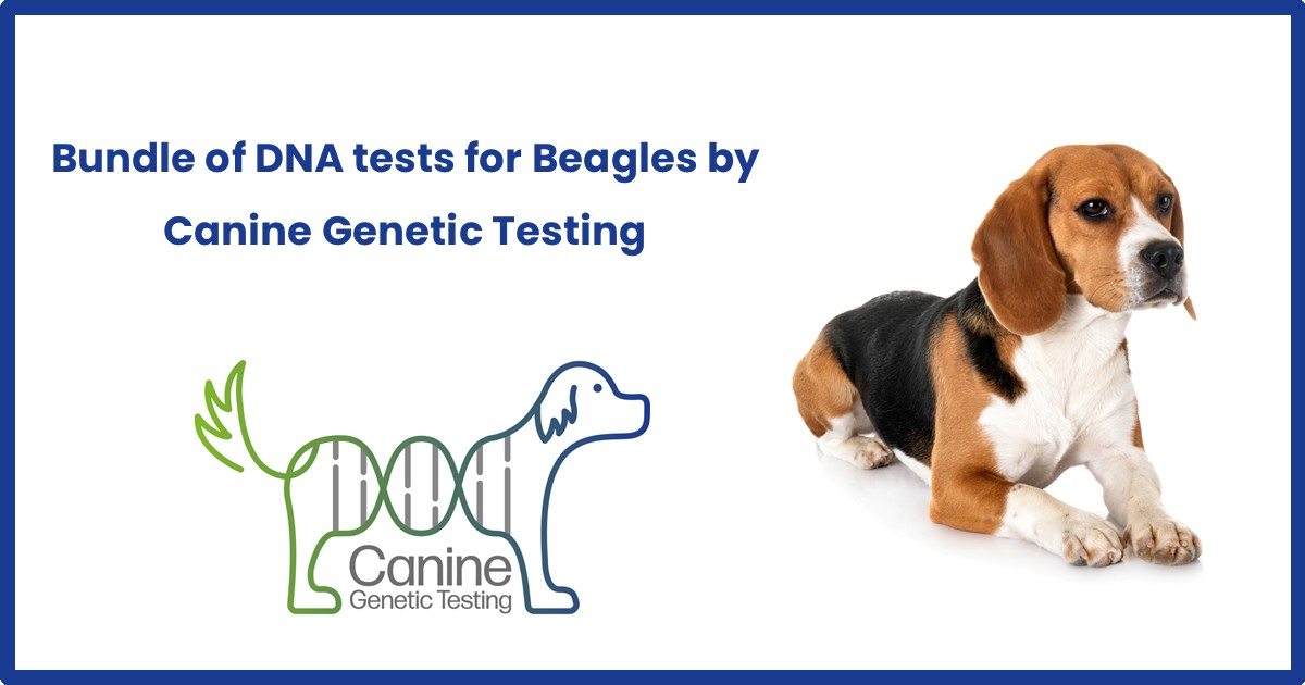 Beagle Bundle | Canine Genetic Testing