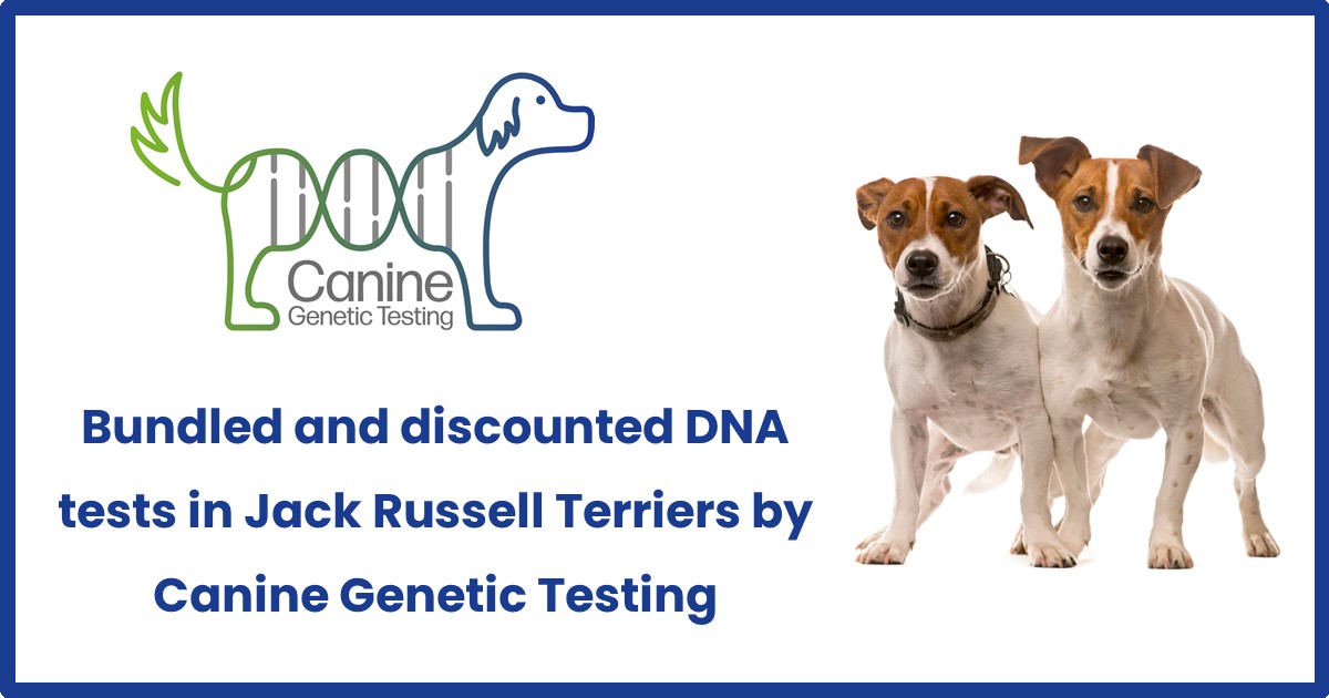 Jack Russell Service Dog