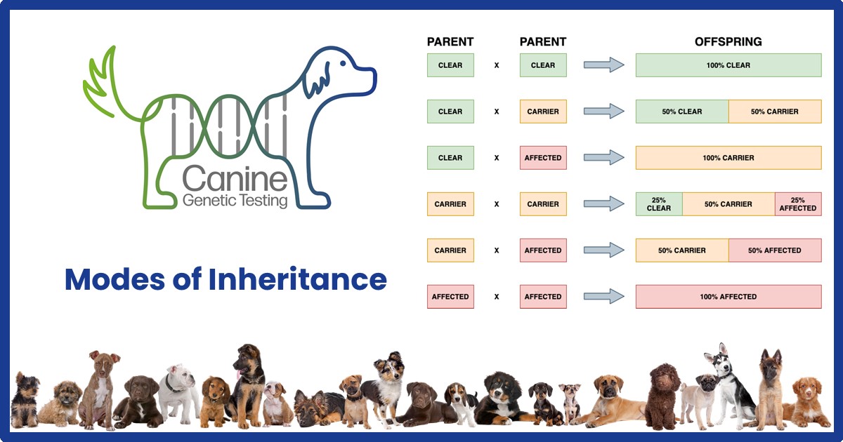 Modes of Inheritance | Canine Genetic Testing
