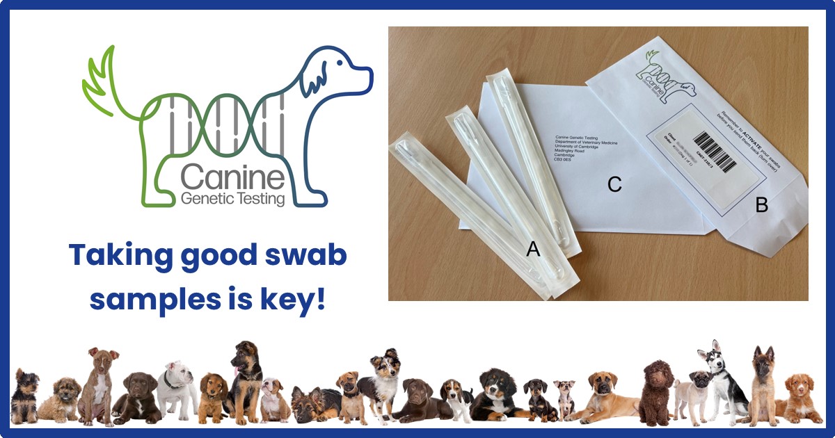 Taking Good Swab Samples | Canine Genetic Testing