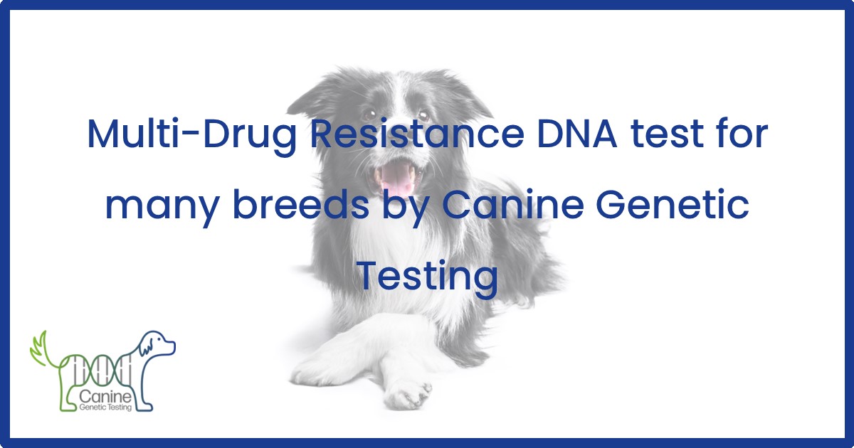 Multi-Drug Resistance | Canine Genetic Testing
