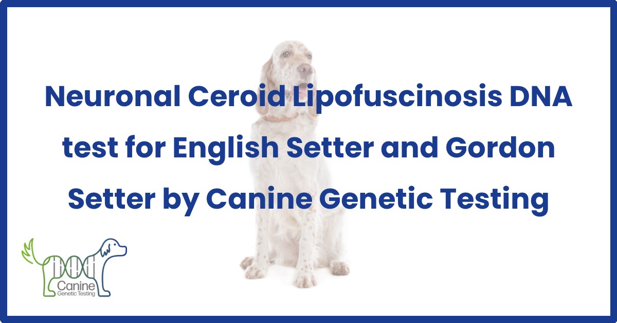 Neuronal Ceroid Lipofuscinosis 8 (Setter type) | Canine Genetic Testing