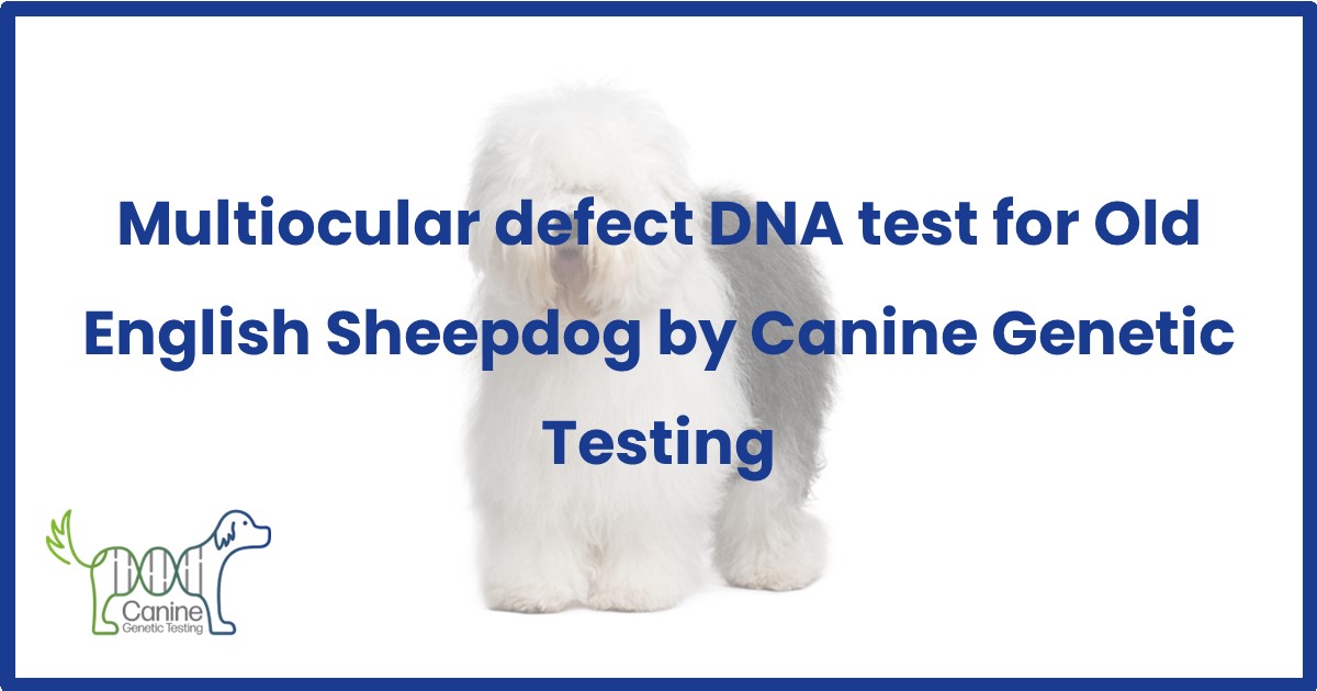 Multiocular Defect | Canine Genetic Testing