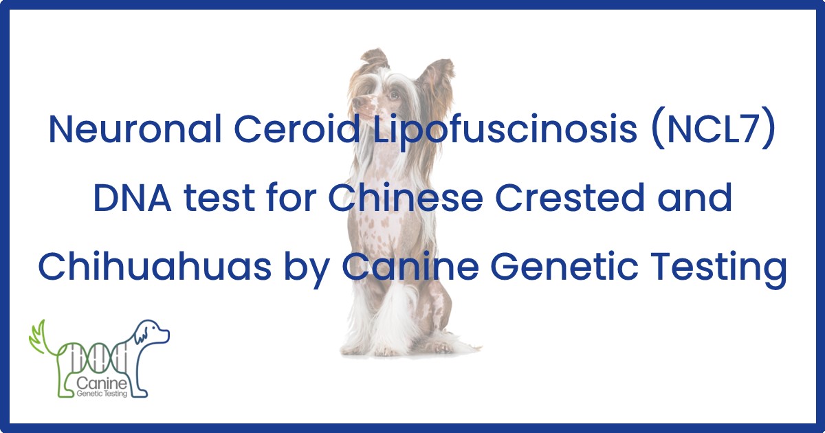 Neuronal ceroid lipofuscinosis (NCL7 type) | Canine Genetic Testing