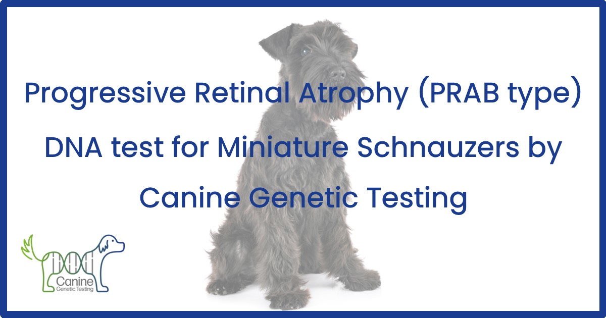 Progressive Retinal Atrophy (PRAB type) | Canine Genetic Testing