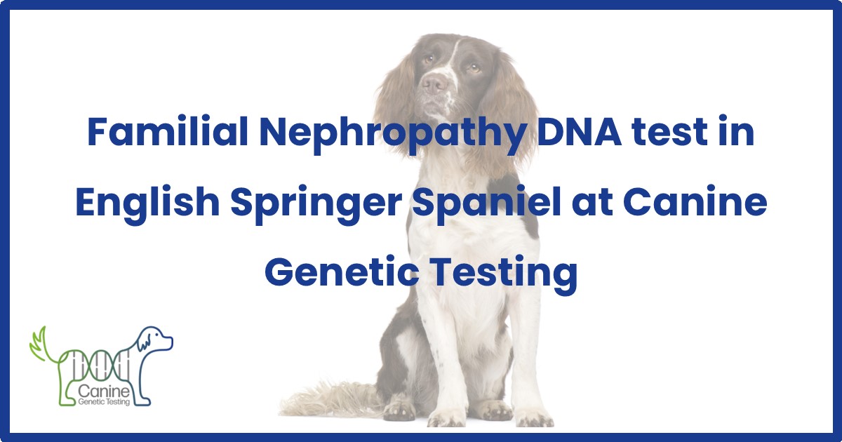 Familial Nephropathy (Springer Type) | Canine Genetic Testing