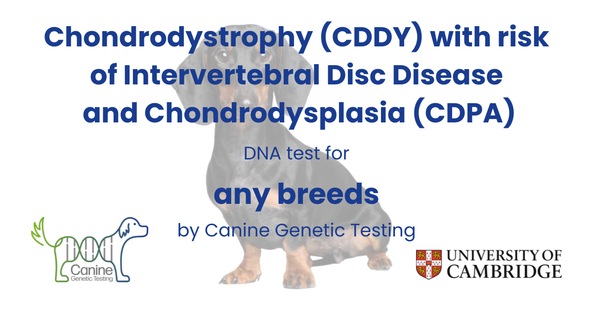 Chondrodystrophy (CDDY) with risk of Intervertebral Disc Disease and ...