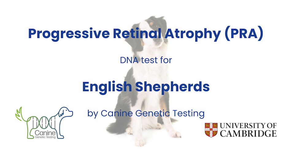 Progressive Retinal Atrophy (English Shepherd Type) | Canine Genetic ...